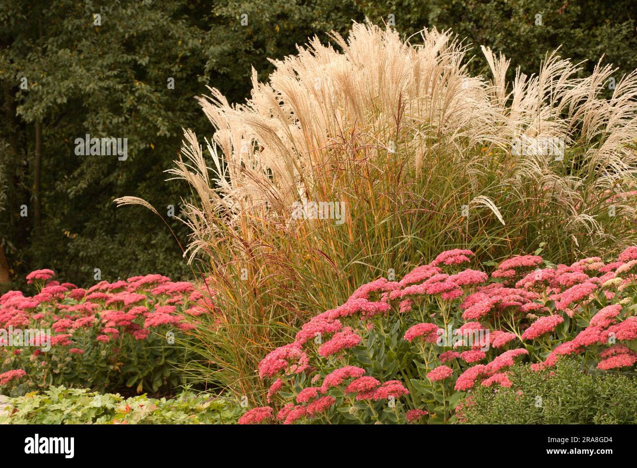 Chinese reed - Miscanthus sinensis 'Silver Feather' with stonecrop ...