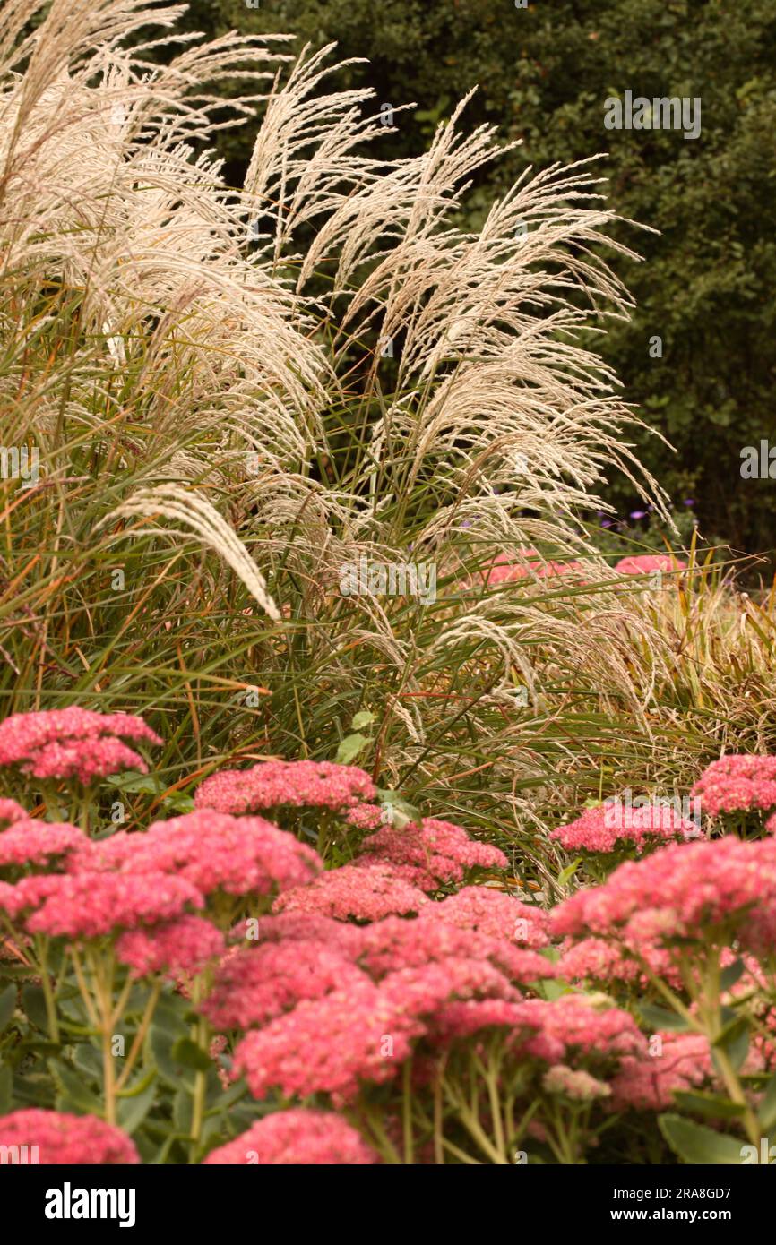Chinese reed - Miscanthus sinensis 'Silver Feather' with stonecrop ...