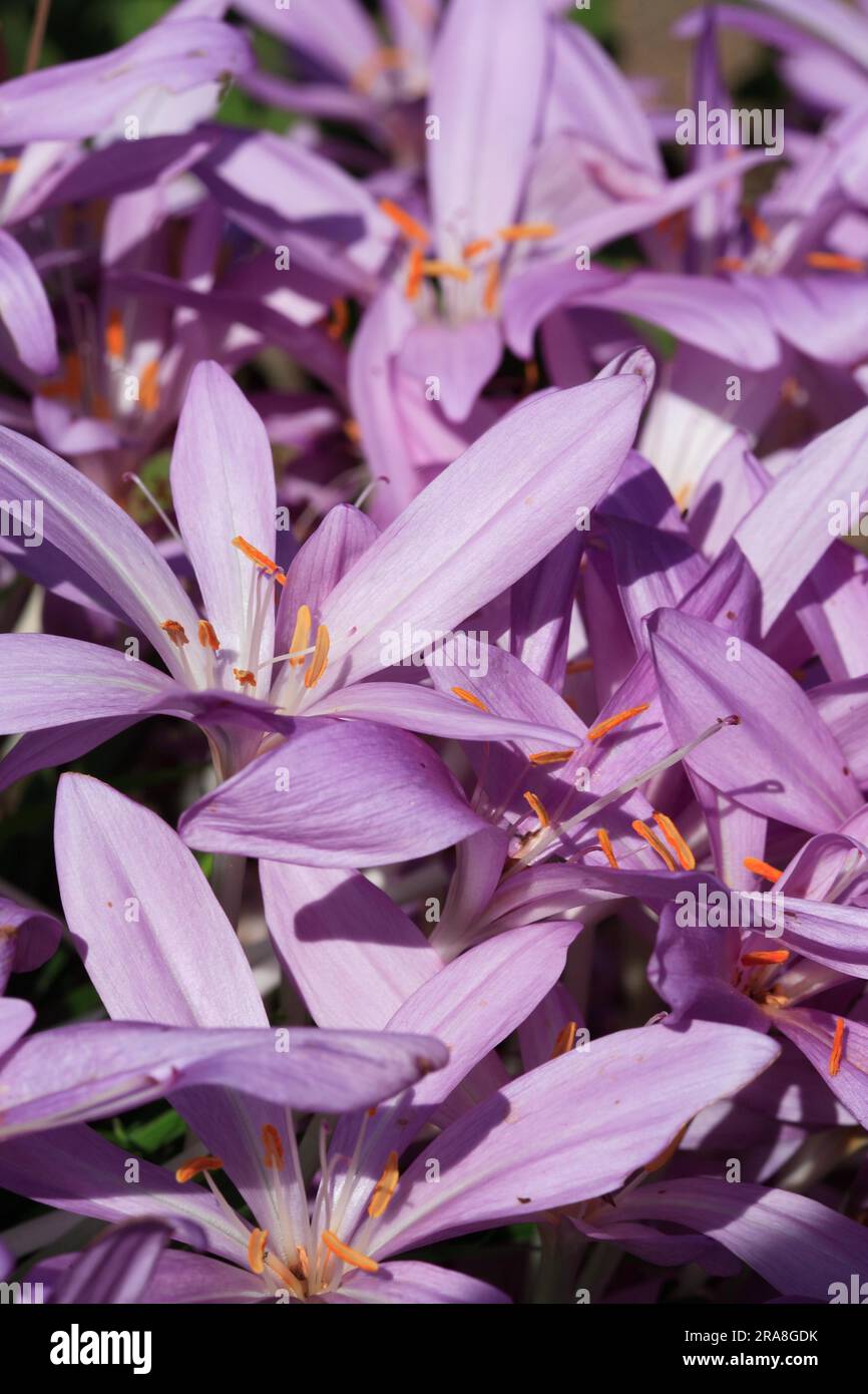 Saffron bed hi-res stock photography and images - Alamy