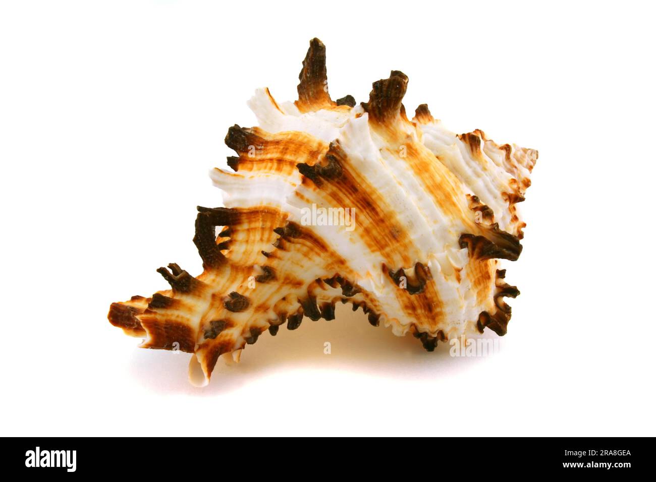 Marine cockleshell on a white background Stock Photo - Alamy
