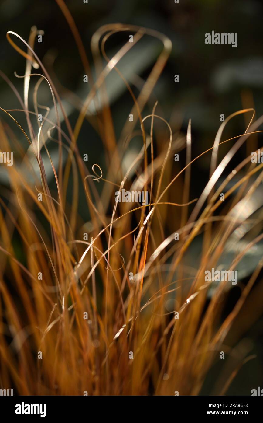 Leatherleaf Sedge Carex buchananii "Red Rooster" Clumps Garden Modern ...