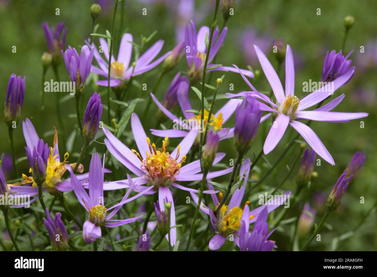 Sharp Perennial Aster - Aster sedifolius 'Nanus' Stock Photo - Alamy