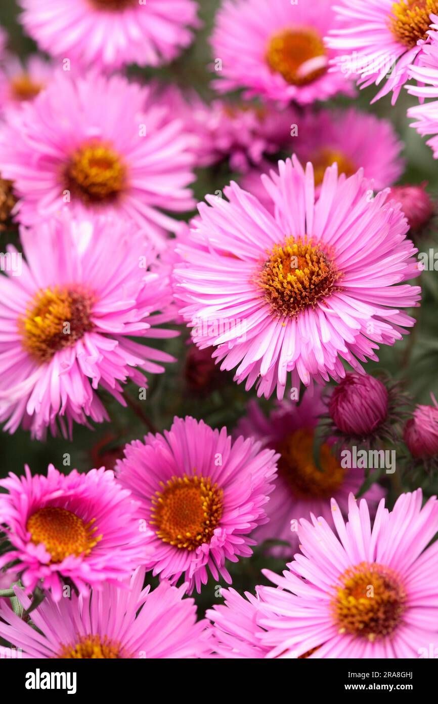 Symphyotrichum novae-angliae 'Barrs Pink' (Synonym - Aster novae ...