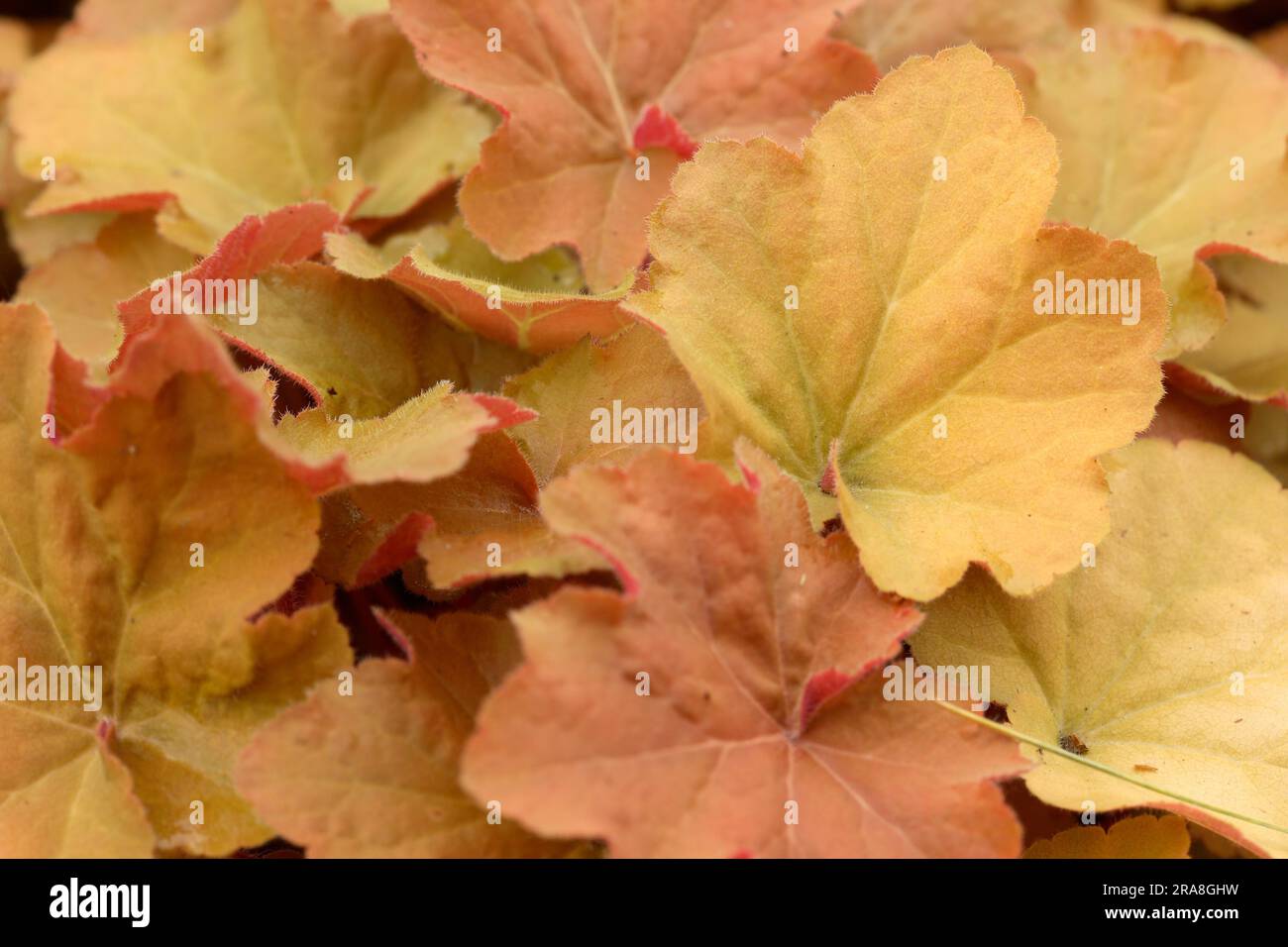 Villosa 'Caramel' - alumroot (Heuchera Stock Photo - Alamy