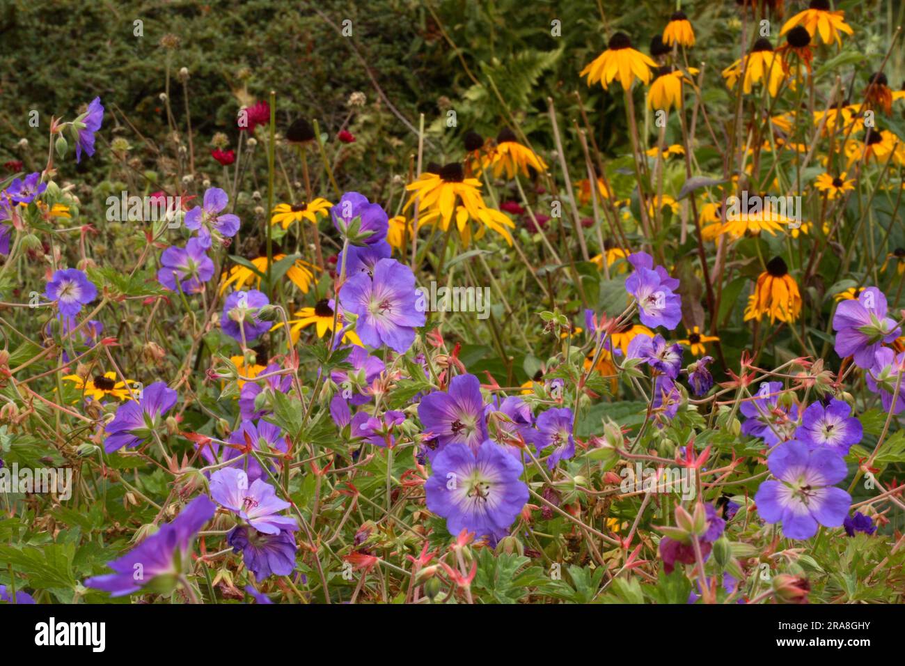 Geranium pratense 'Rozanne' - Meadow Cranesbill Stock Photo - Alamy