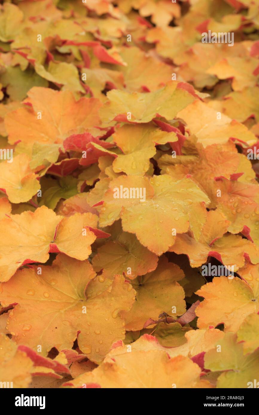 Alumroot hi-res stock photography and images - Alamy