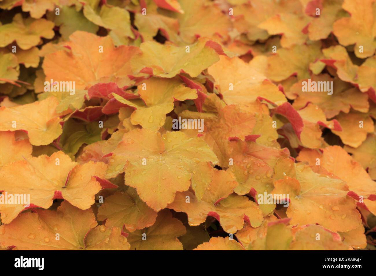 Villosa 'Caramel' - alumroot (Heuchera Stock Photo - Alamy