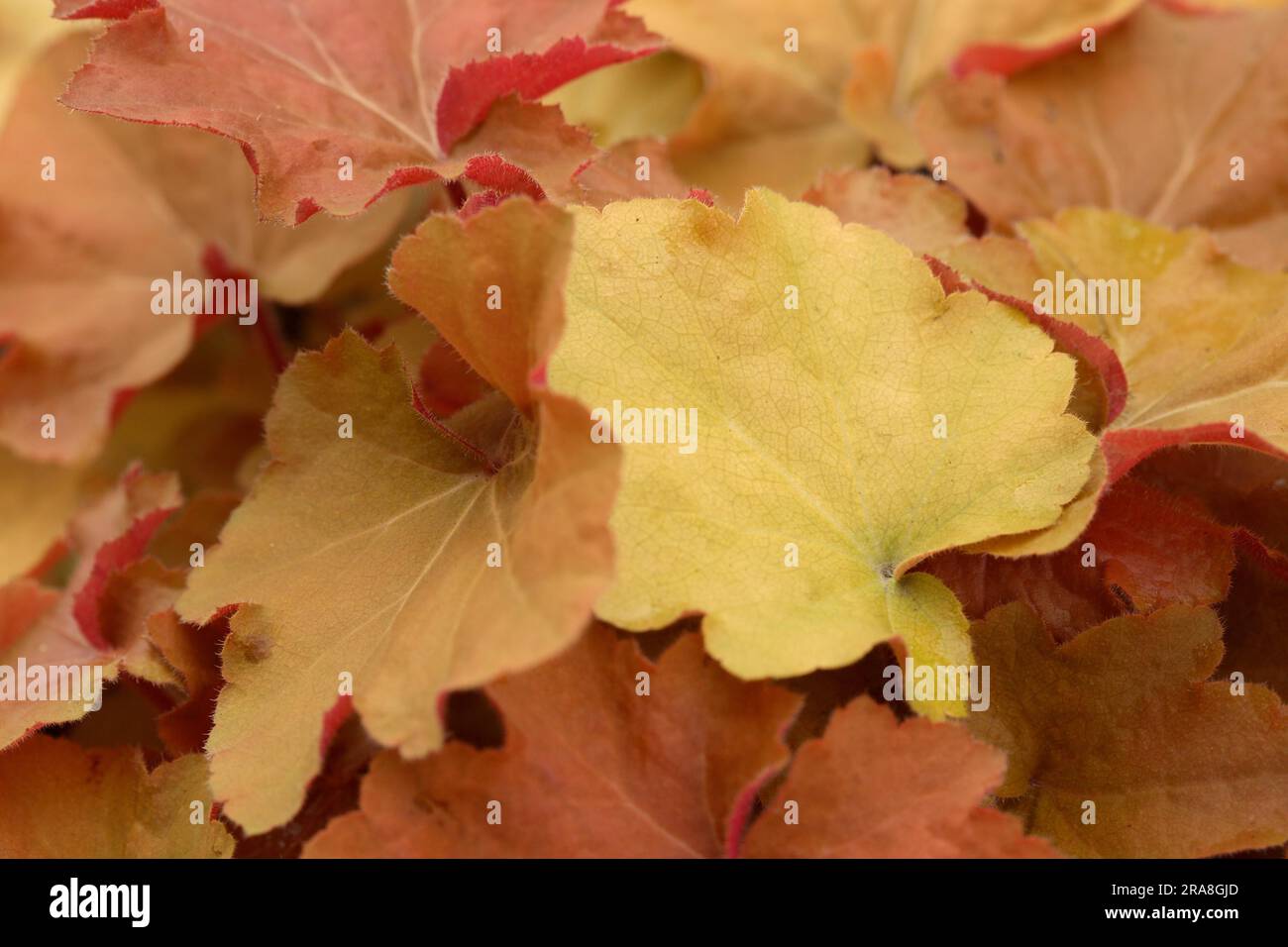 Heuchera caramel hi-res stock photography and images - Alamy