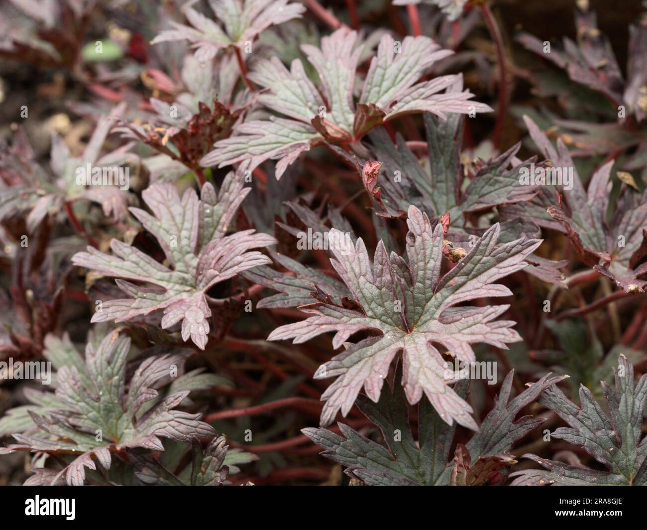 Meadow Cranesbill - Geranium pratense 'Hocus Pocus' Stock Photo - Alamy