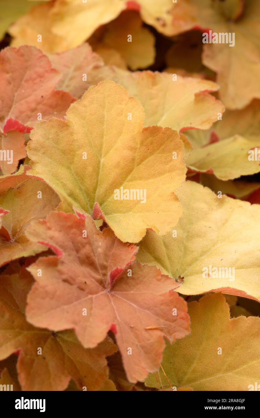 Villosa 'Caramel' - alumroot (Heuchera Stock Photo - Alamy