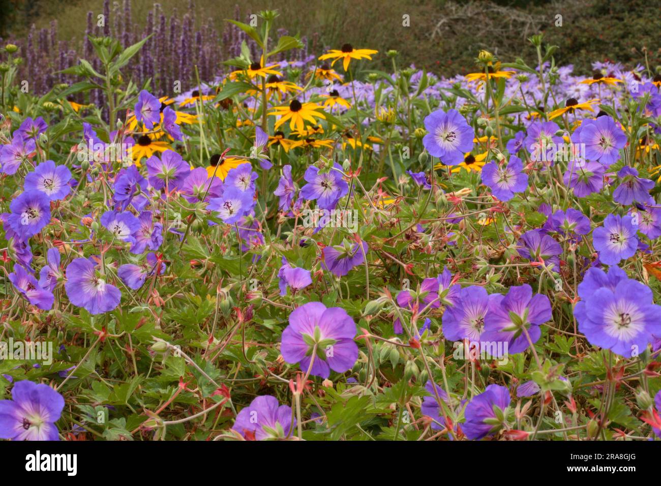 Geranium pratense 'Rozanne' - Meadow Cranesbill Stock Photo - Alamy