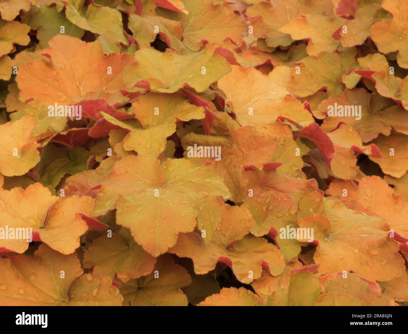 Villosa 'Caramel' - alumroot (Heuchera Stock Photo - Alamy
