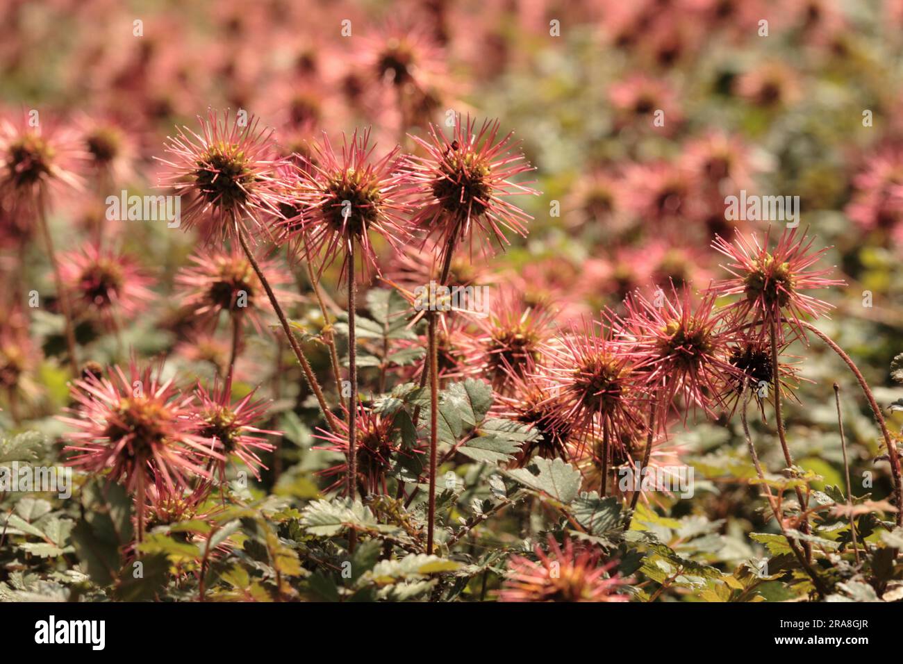 Acaena microphylla 'Copper Carpet Stock Photo - Alamy