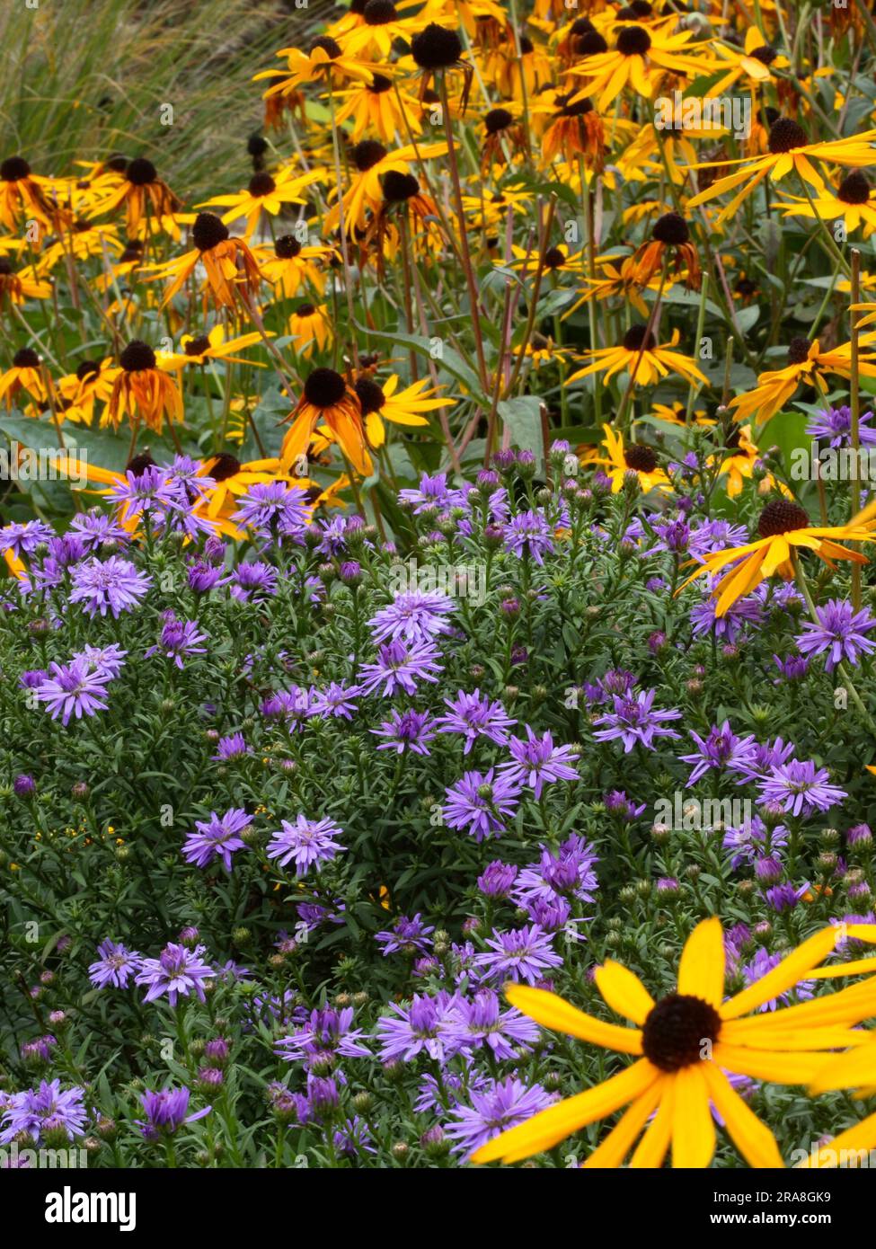 Symphyotrichum dumosum 'Prof. Anton Kippenberg' (Synonym - Aster ...