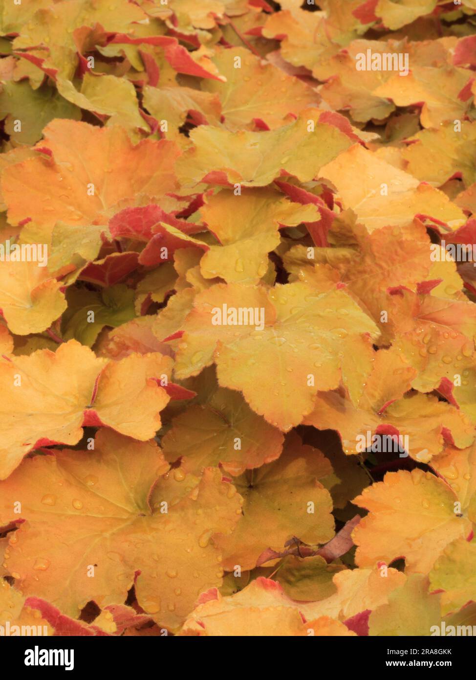 Villosa 'Caramel' - alumroot (Heuchera Stock Photo - Alamy