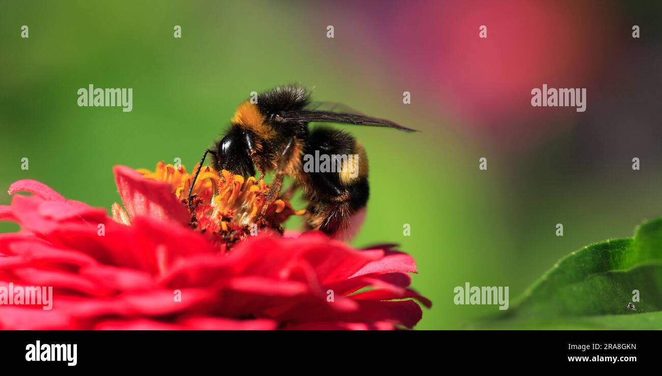 Large earth bumblebee (Bombus terrestris Stock Photo - Alamy