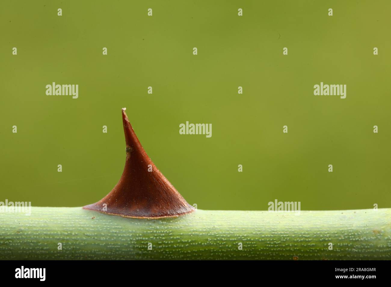 Spike on a rose Stock Photo - Alamy