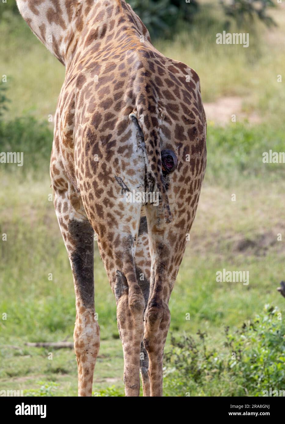 This female Giraffe has had a close encounter with lions and has lost ...