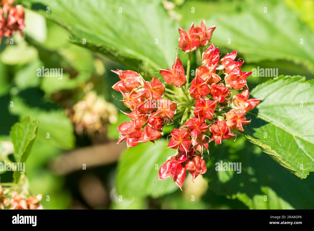 Red (Physocarpus) opulifolius, also known as common ninebark, Eastern ...