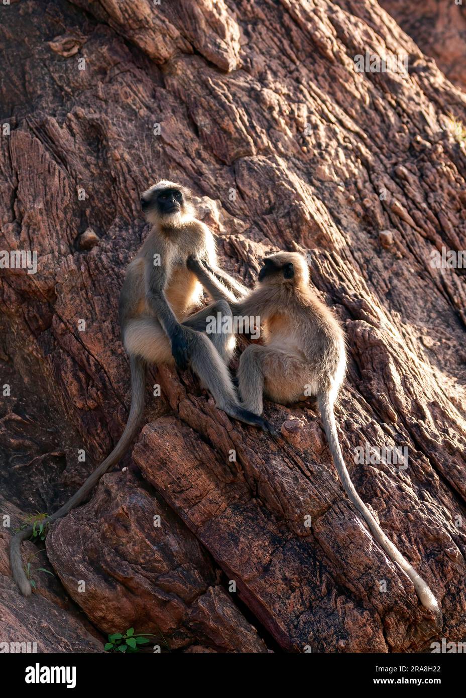 Common Langurs (Semnopithecus entellus) on the rocks of north fort ...