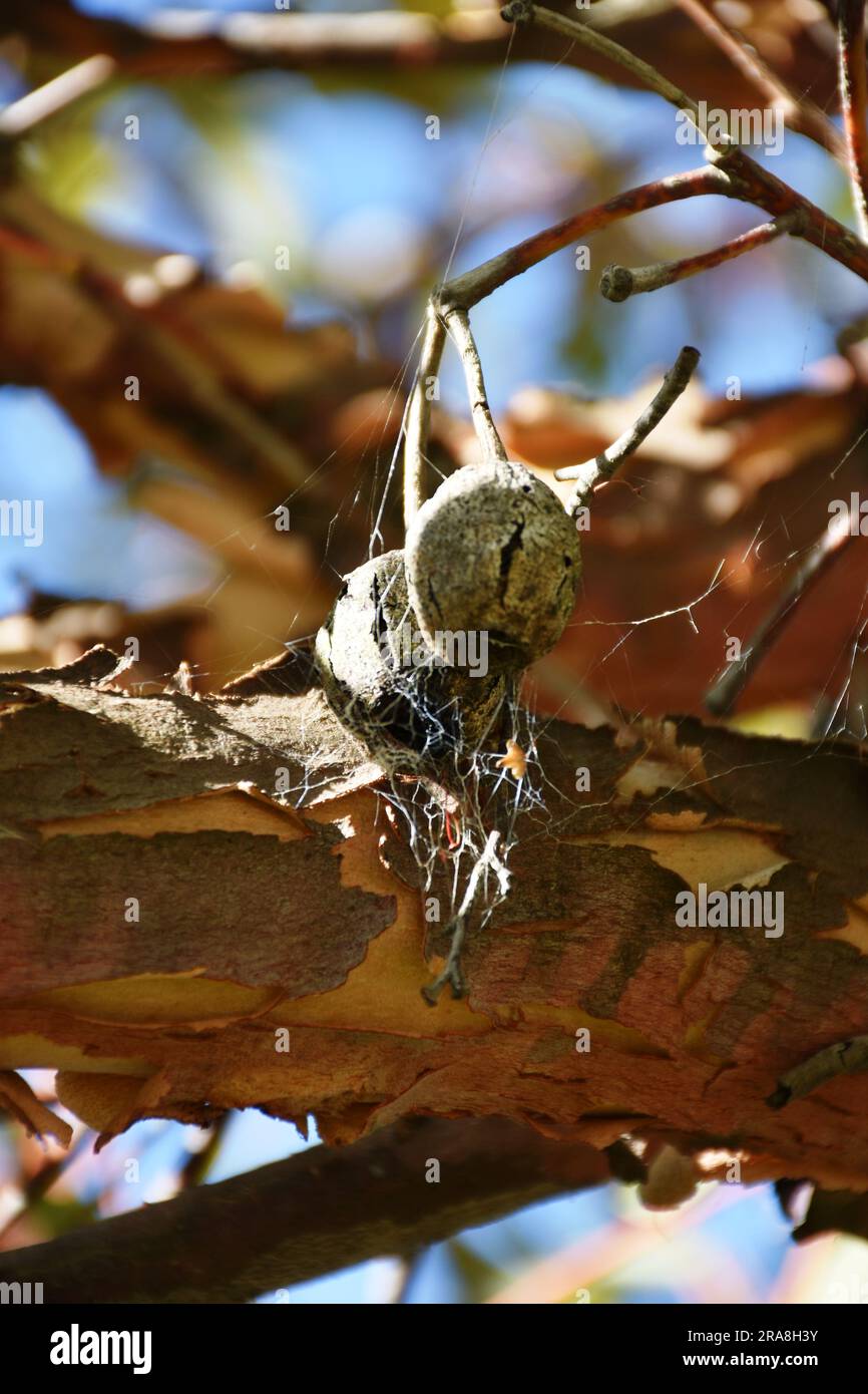 Gum nut with spider web Stock Photo - Alamy