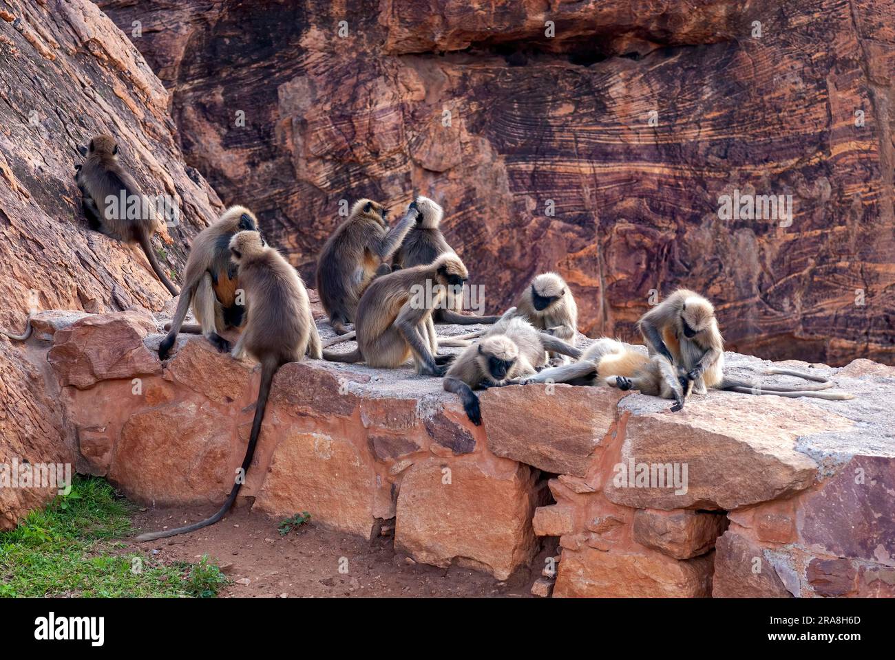 Common Langurs (Semnopithecus entellus) on the rocks of north fort ...