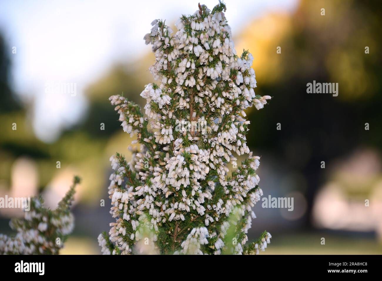 Erica lusitanica flower hi-res stock photography and images - Alamy