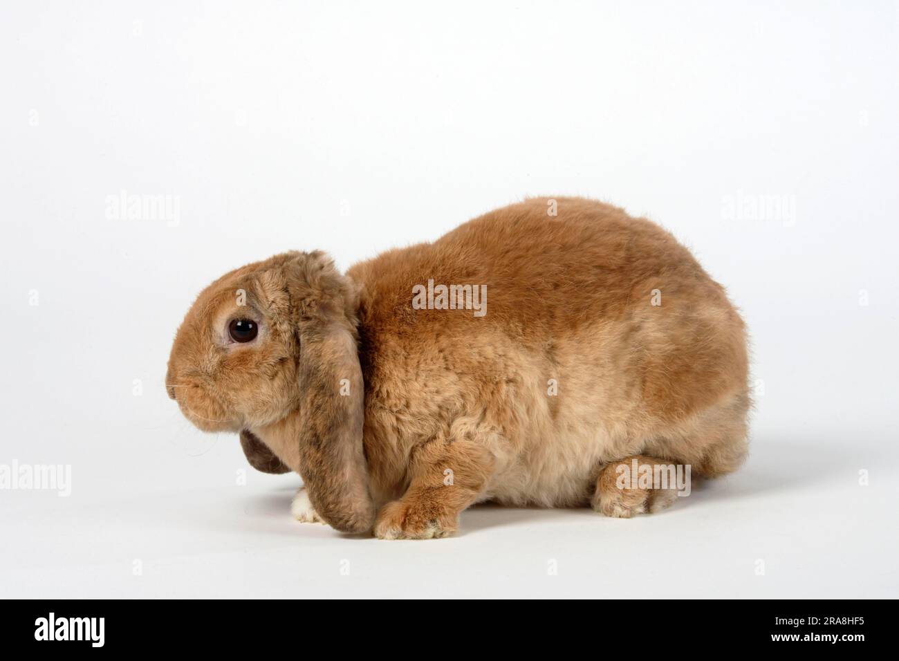Apricot with Japanese markings, 17 weeks, Rex dwarf rams, ram rabbits ...