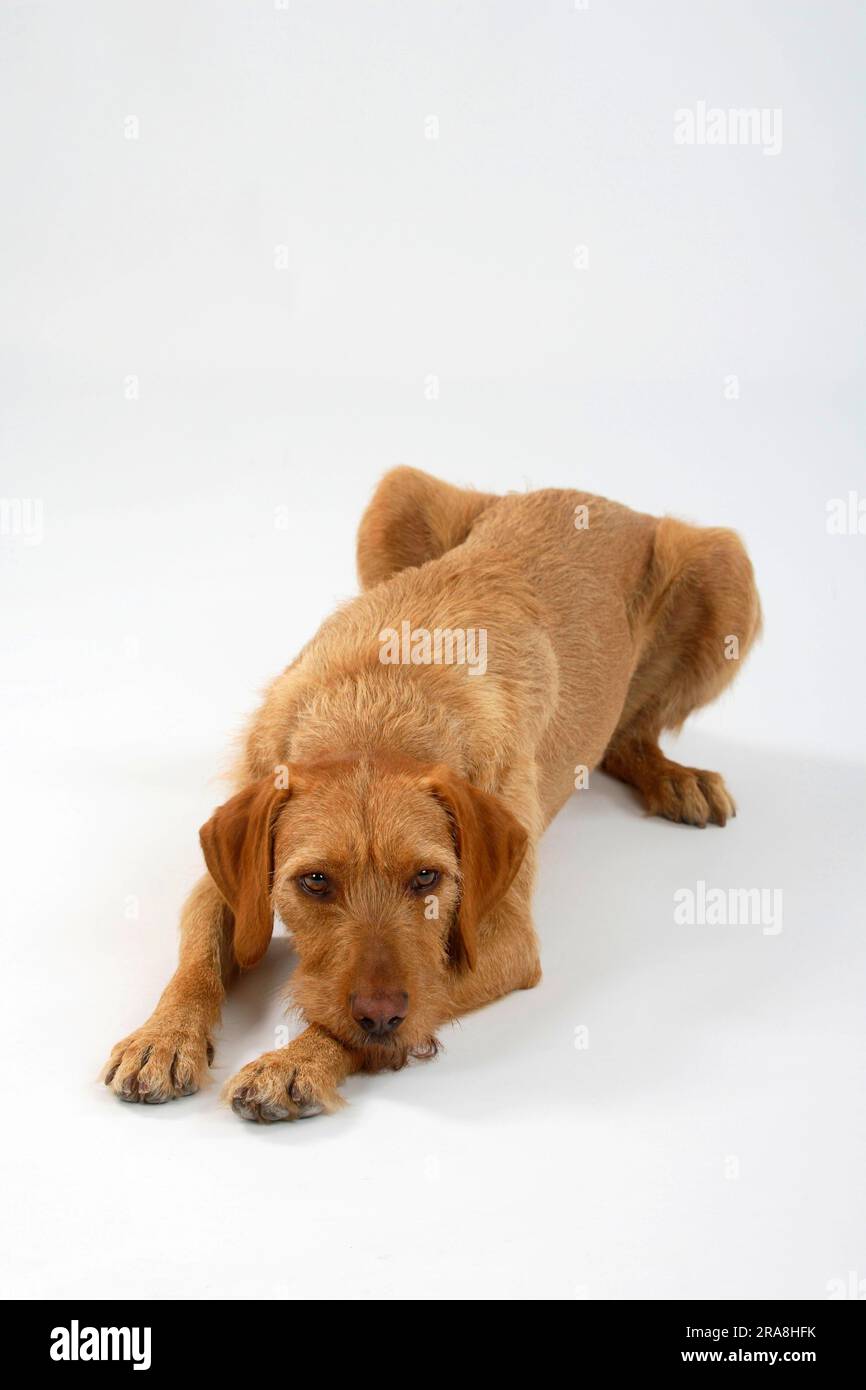 Wire-haired Hungarian pointer, wire-haired Vizsla Stock Photo - Alamy