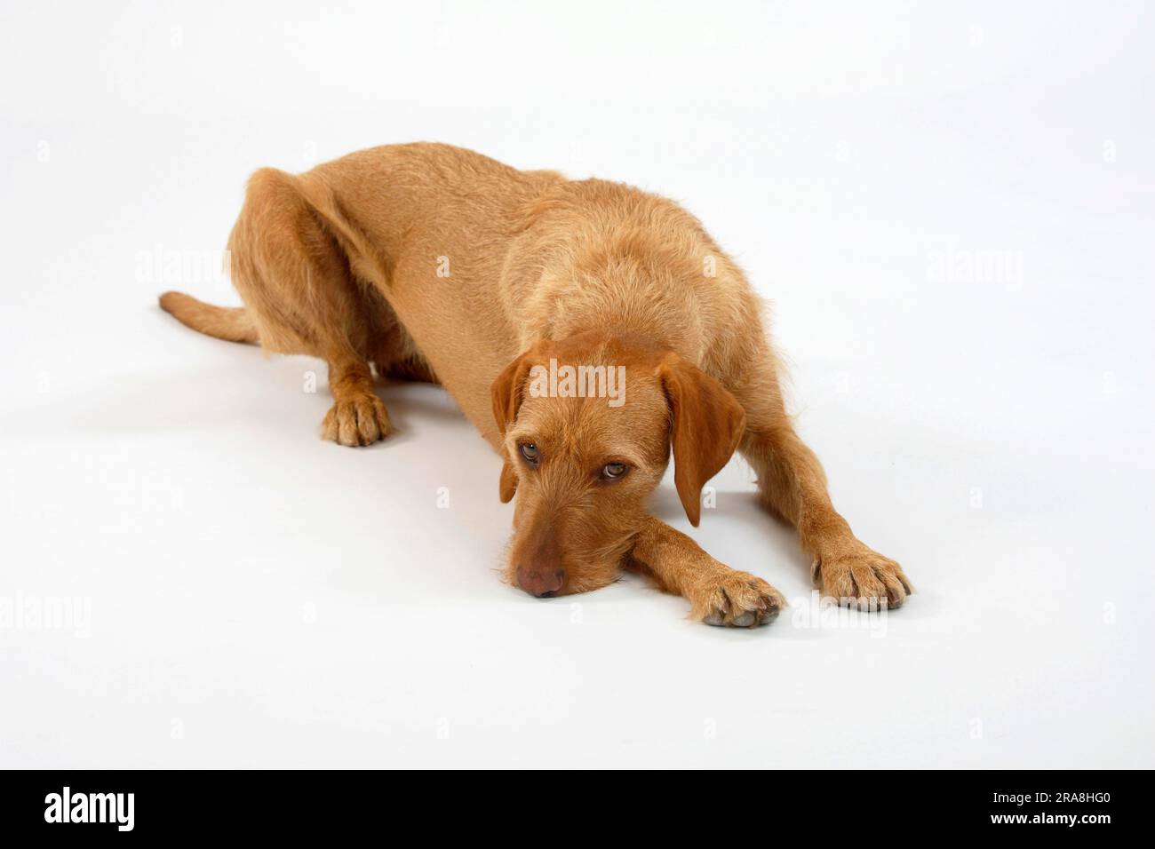 Wire-haired Hungarian pointer, wire-haired Vizsla Stock Photo - Alamy