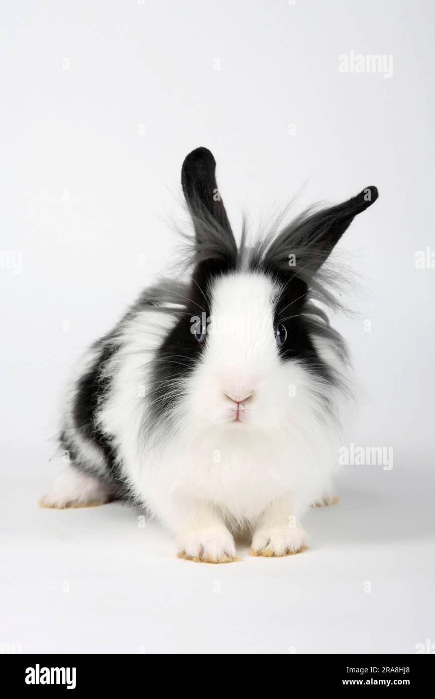Lion-maned dwarf rabbit, black and white, 13 weeks, lion-headed rabbit ...