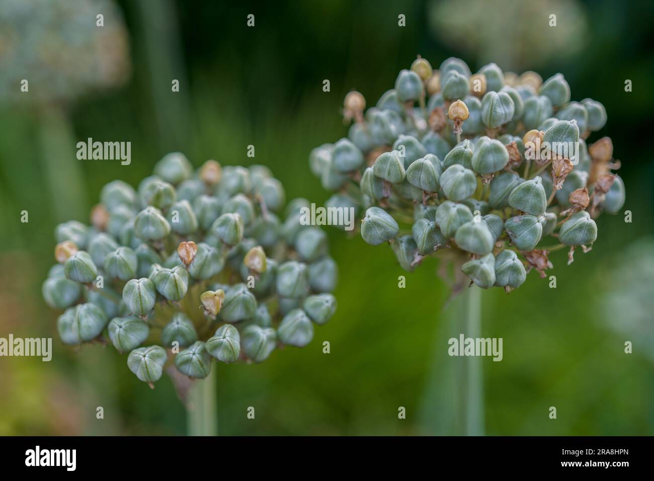 Giant garrlic seedheads Stock Photo - Alamy