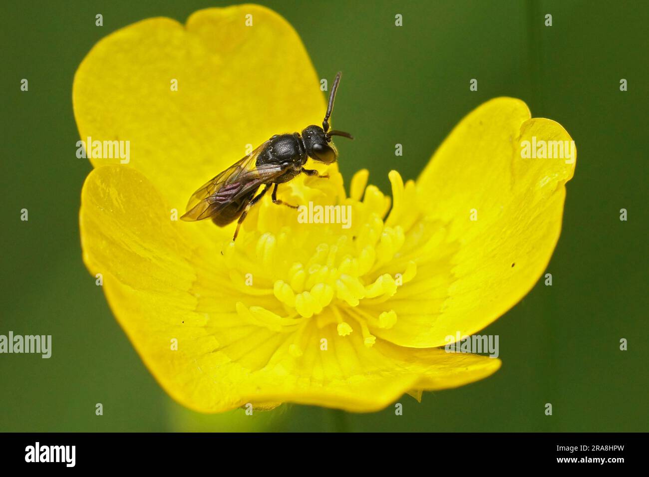 Natural closeup on a small yellow masked bee, Hylaeus communis sitting ...