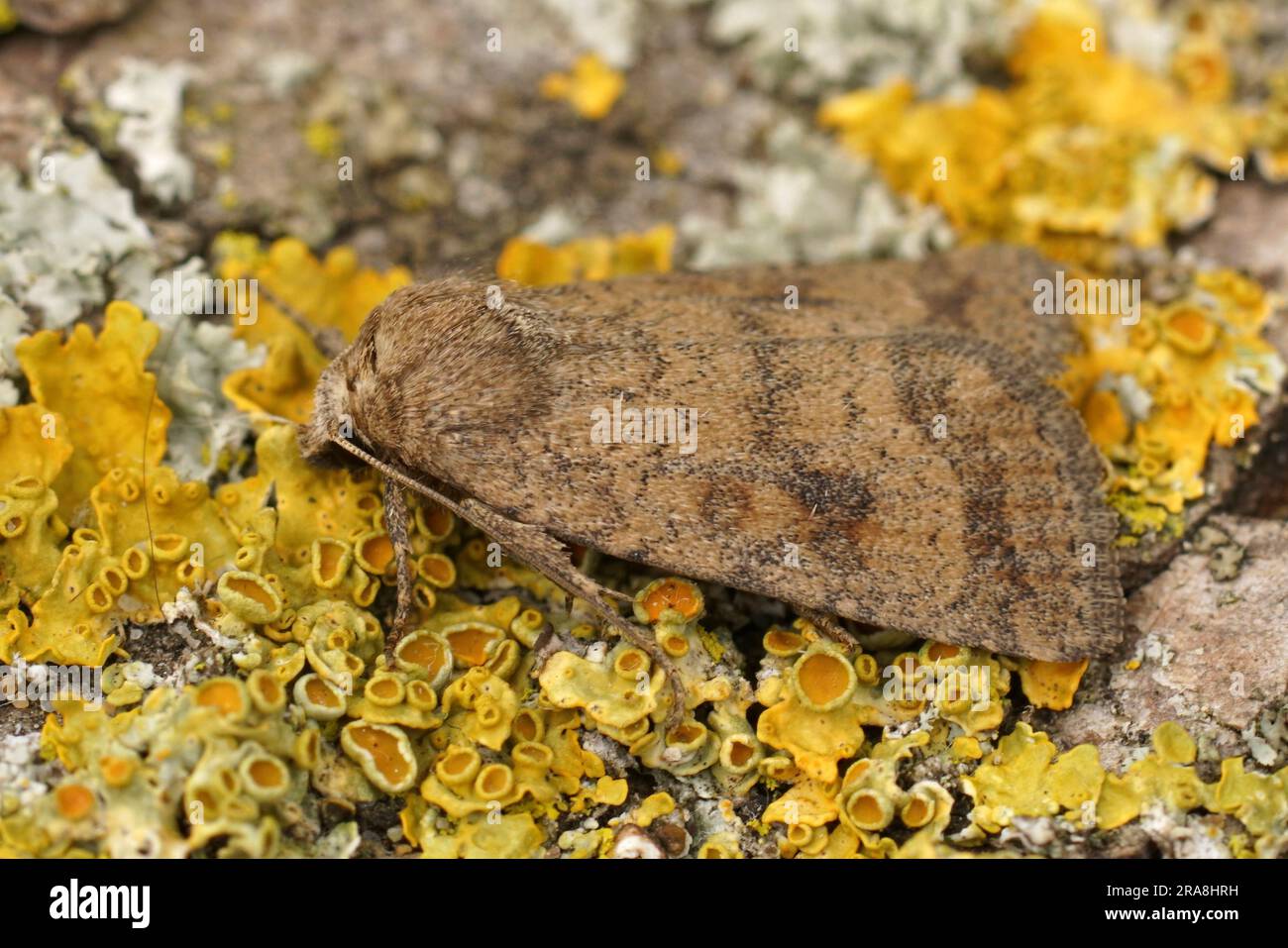 Natural detailed closeup of the brown mottled rustic owlet moth ...