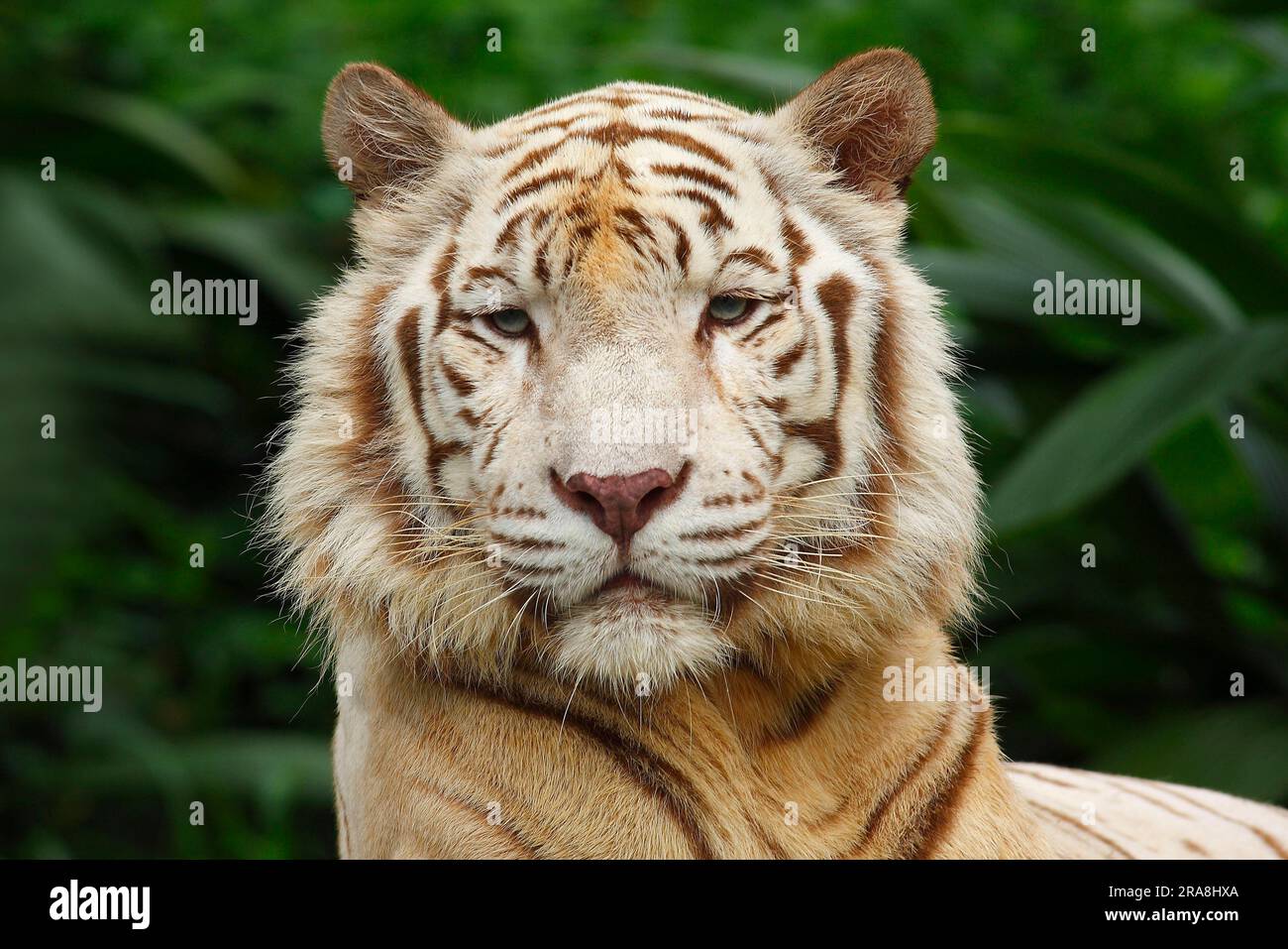 White Tiger Face Side