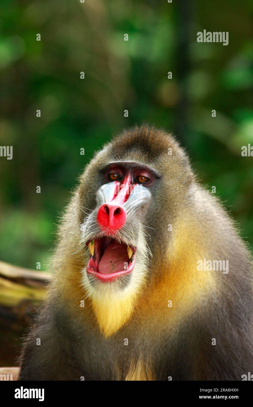 Mandrill (Mandrillus sphinx), male Stock Photo - Alamy