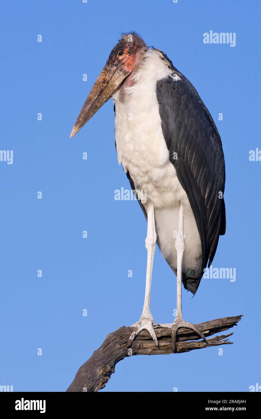 Marabou stork (Leptoptilos crumeniferus) (Gyps africanus), Masai Mara ...