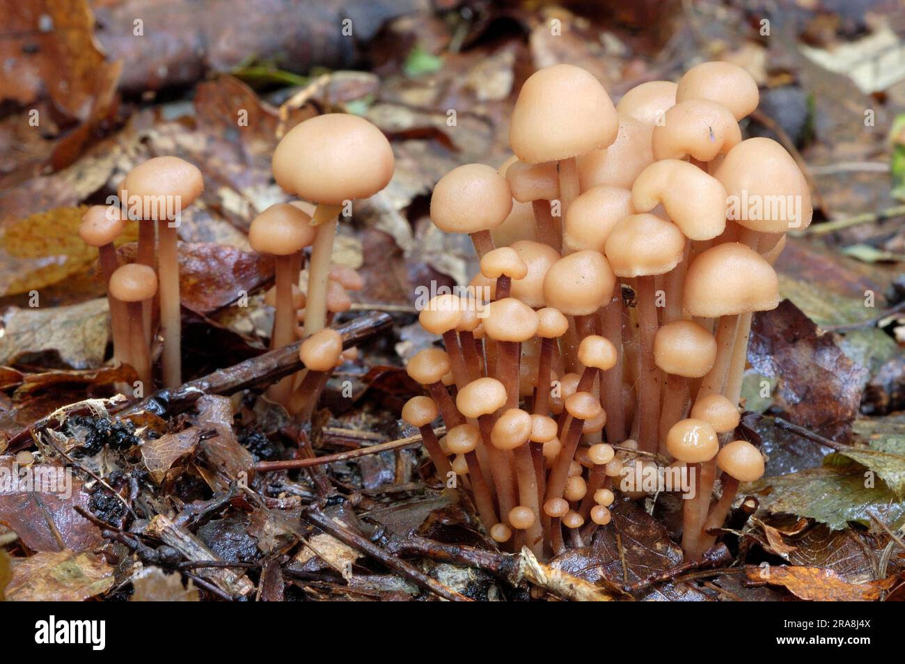 Tufted tail hi-res stock photography and images - Alamy