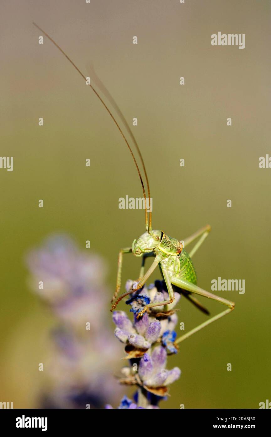 Saddle-backed Bush-Cricket, female, on Lavender, Provence, Southern ...