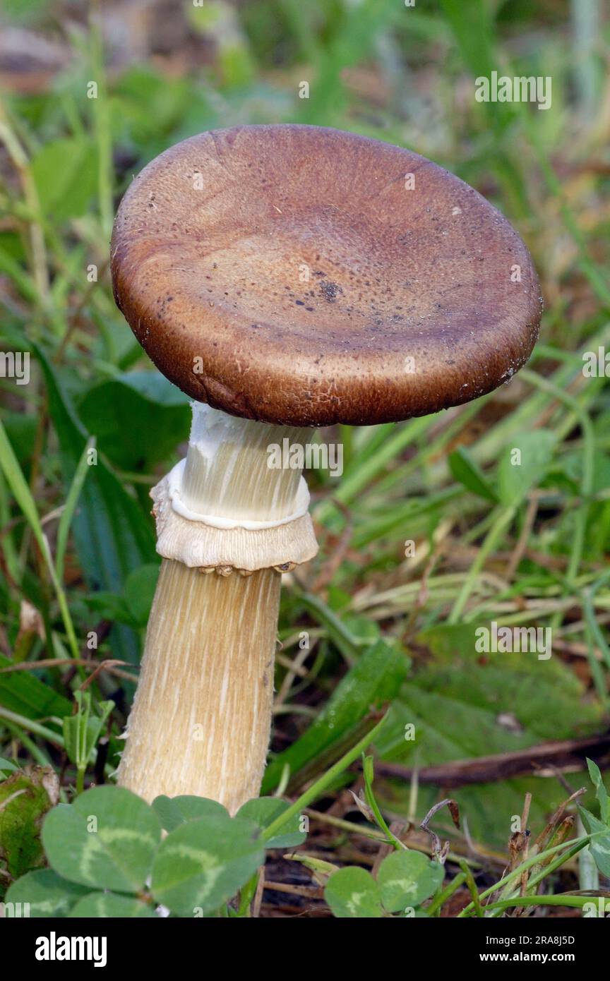 Wine Cap Stropharia, Burgundy Mushroom, King Stropharia, North Rhine ...