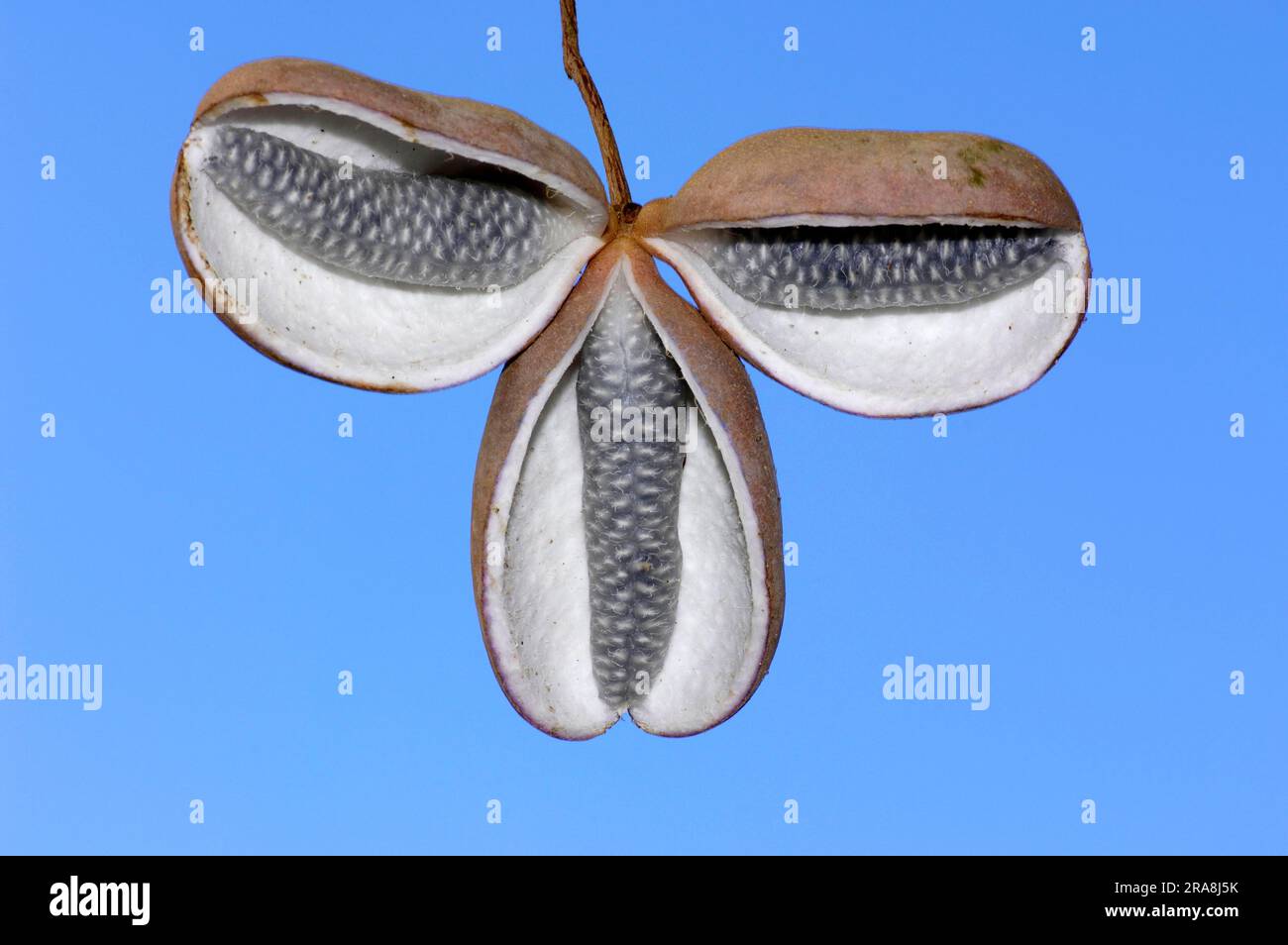 Fiveleaf Akebia, fruits (Akebia quinata), Five Leaf Akebia, Chocolate ...