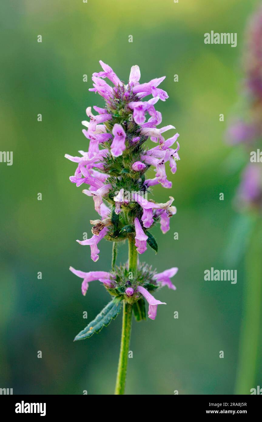 Medicinal plant betonica officinalis hi-res stock photography and ...