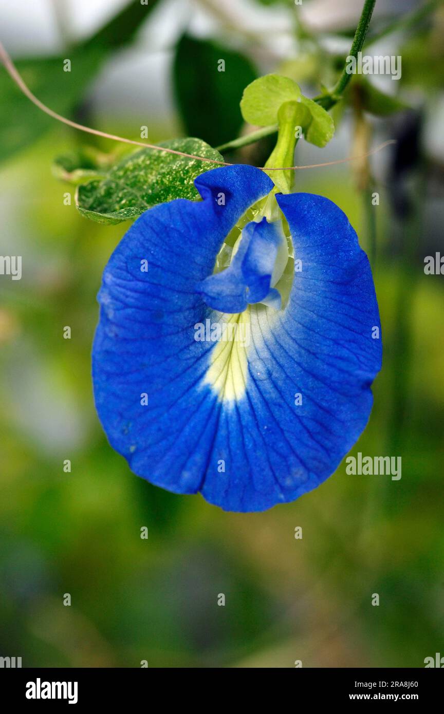 Butterfly pea (Clitoria ternatea), blue pea, blue pea vine Stock Photo ...
