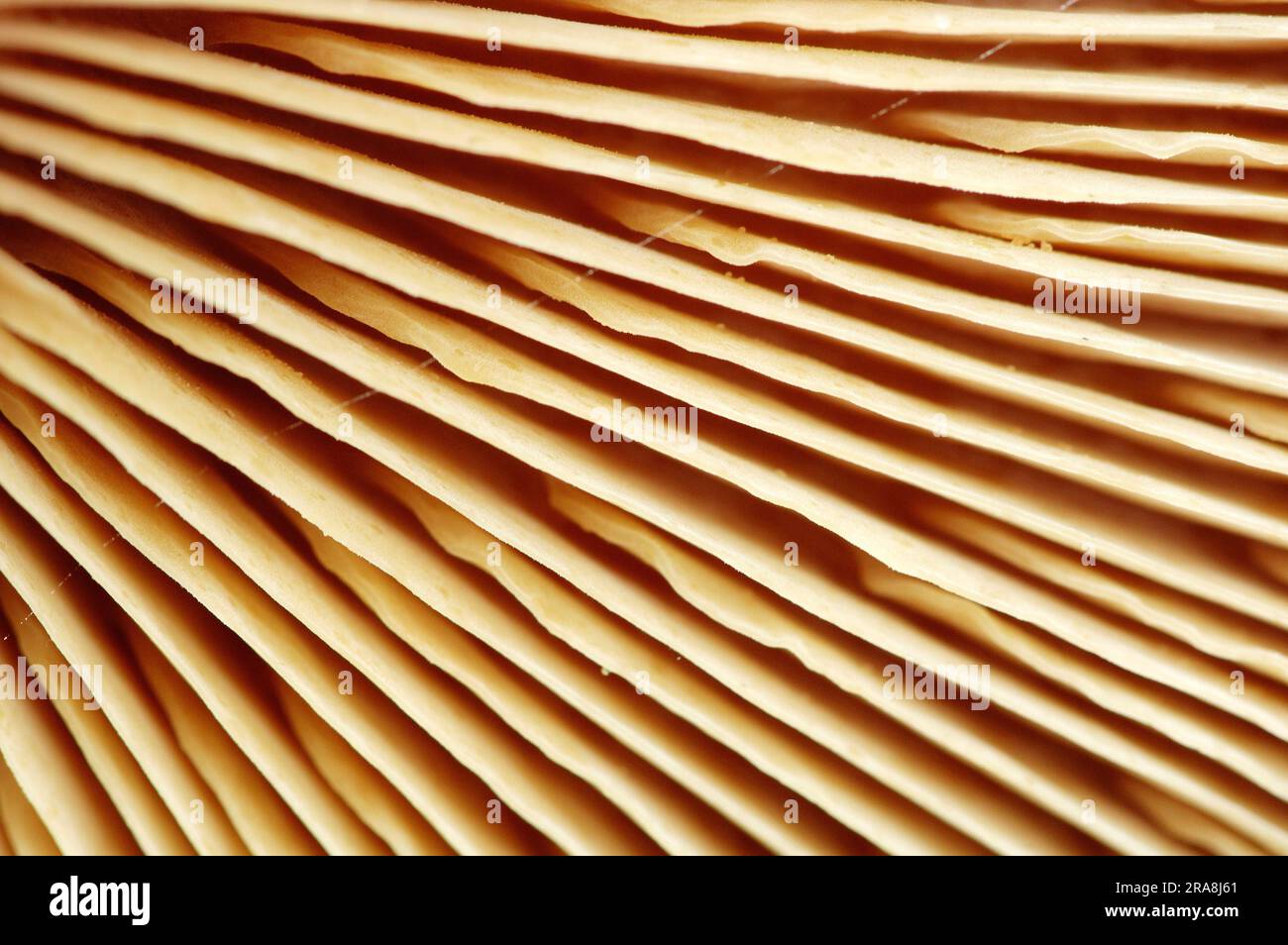 Lamellas hi-res stock photography and images - Alamy