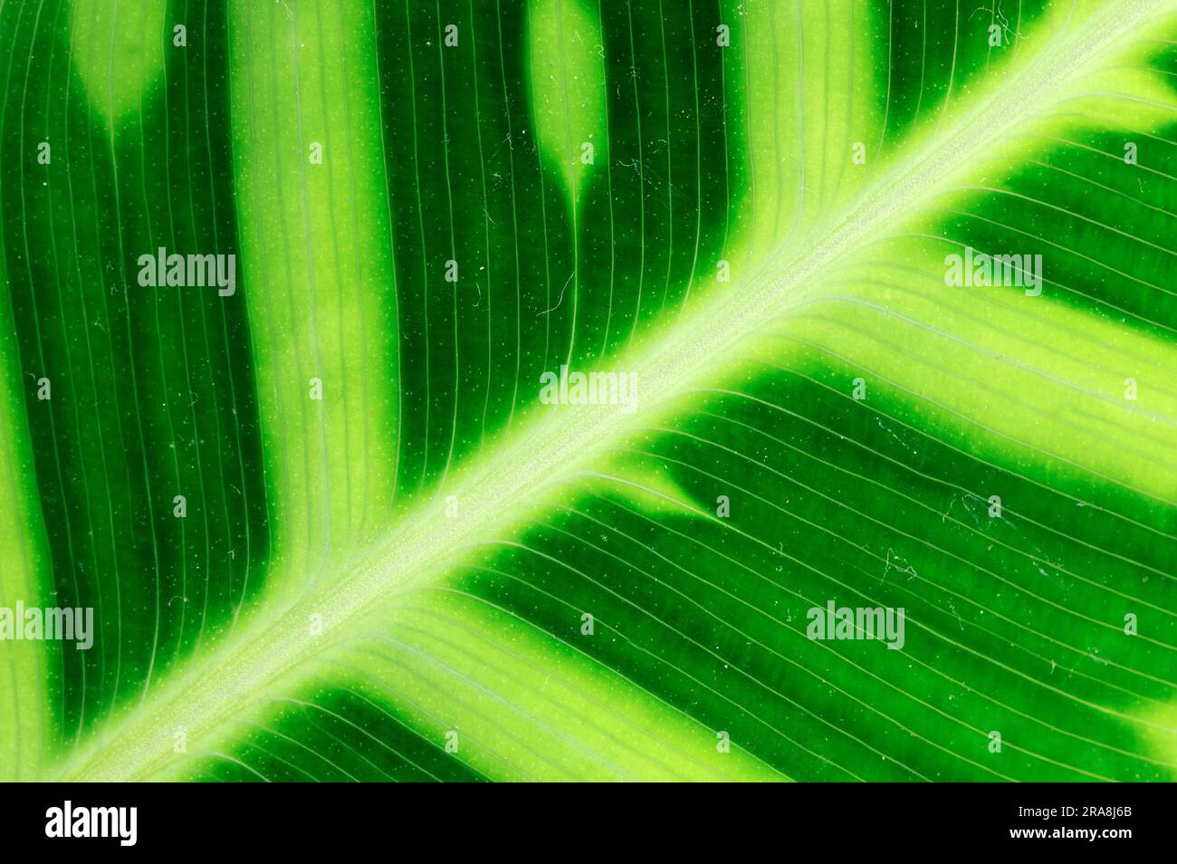 Zebra Plant (Calathea zebrina), Marantaceae Stock Photo - Alamy