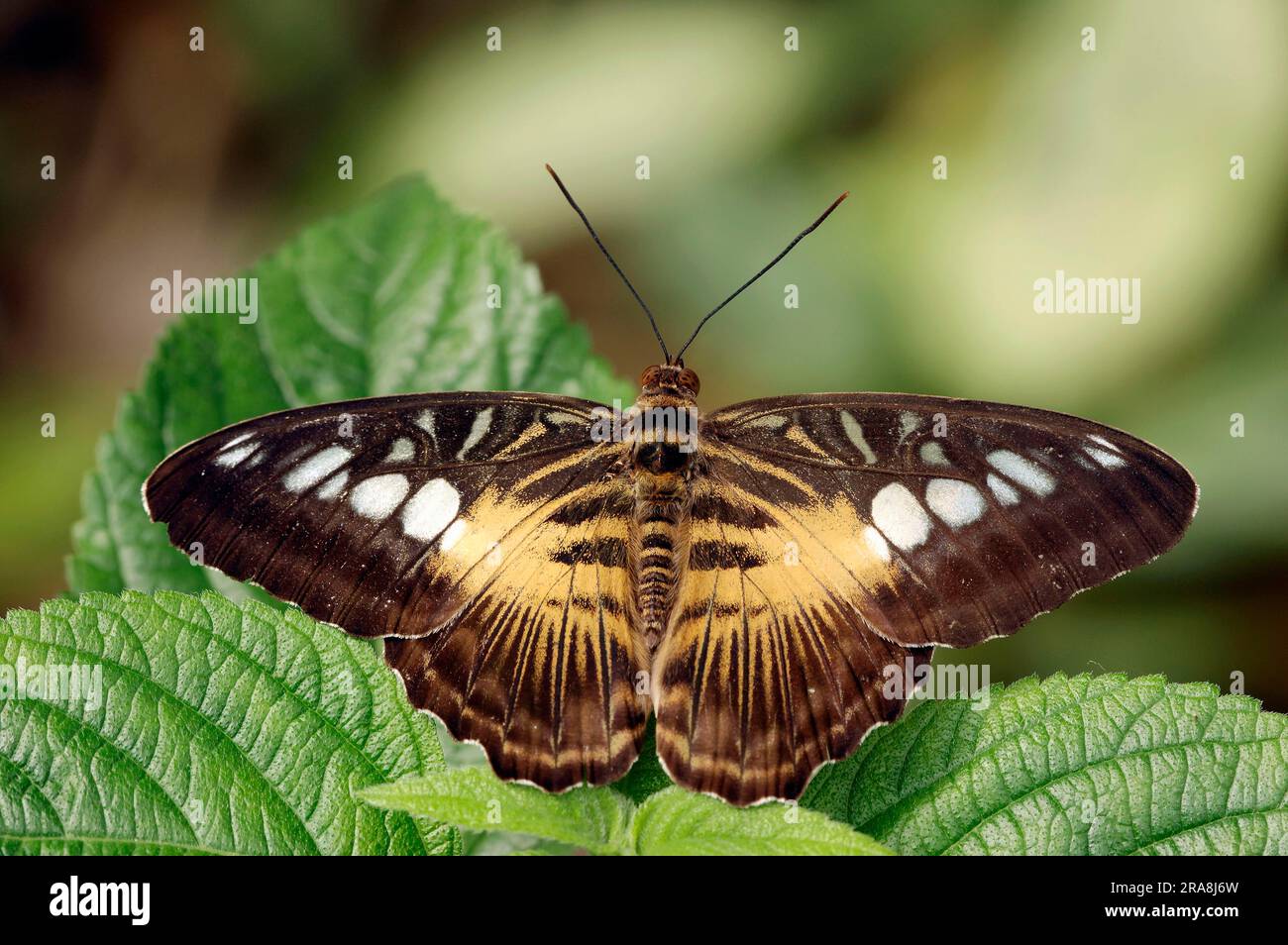Brown Clipper (Parthenos sylvia brown), Brown Clipper Butterfly Stock ...