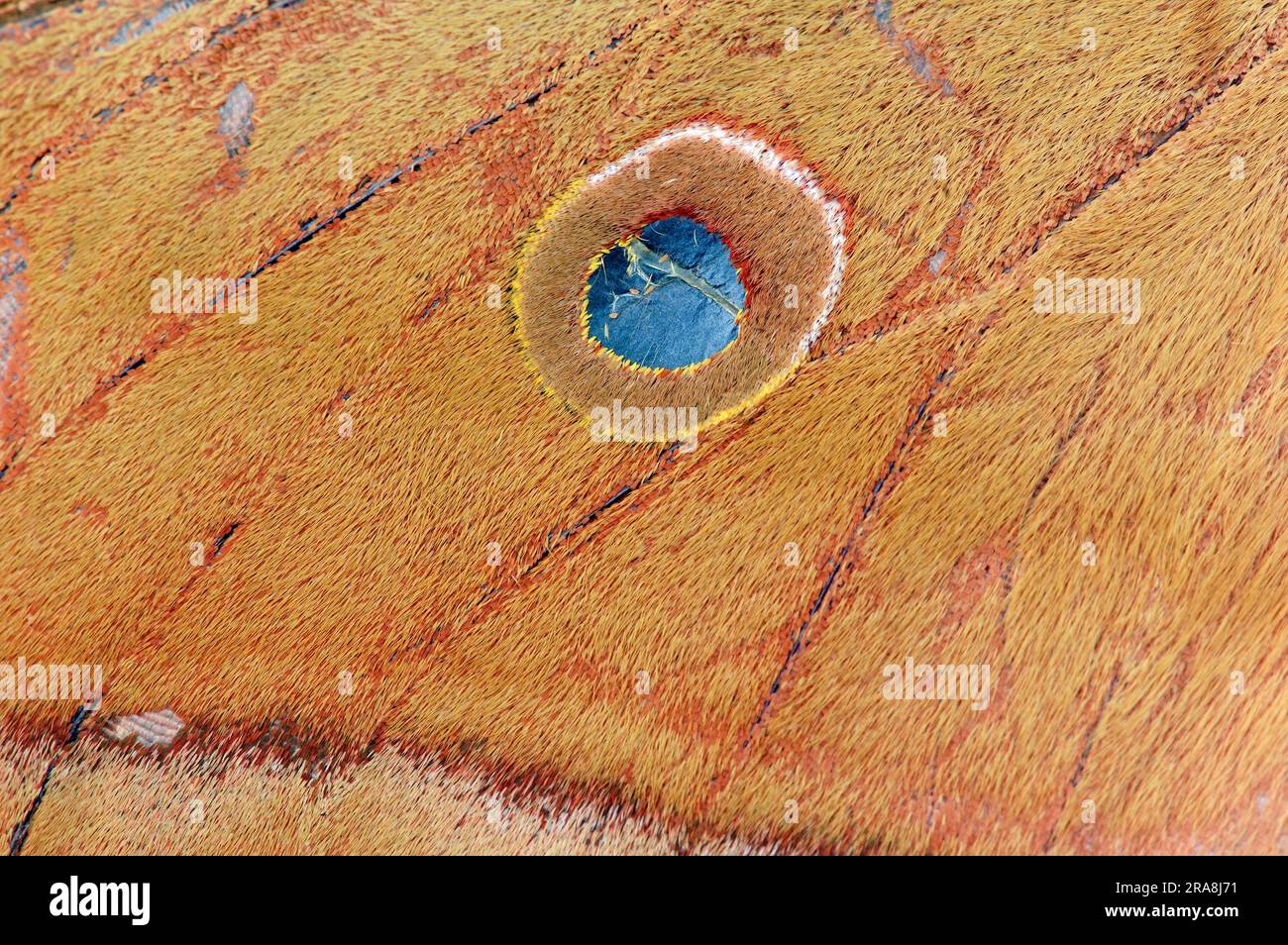 Chinese Tussah Moth, wing detail (Antheraea pernyi), Chinese Oak Tussah ...