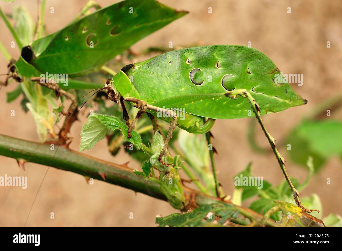 Giant leaf crickets (Ancylecha fenestrata), leaf cricket, giant leaf locust Stock Photo - Alamy