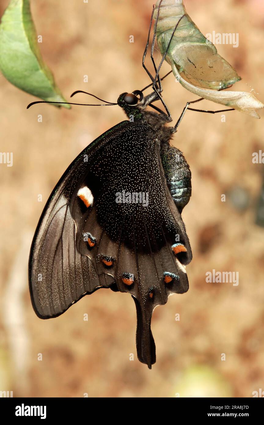 Emerald swallowtail (Papilio palinurus), freshly hatched, green ...