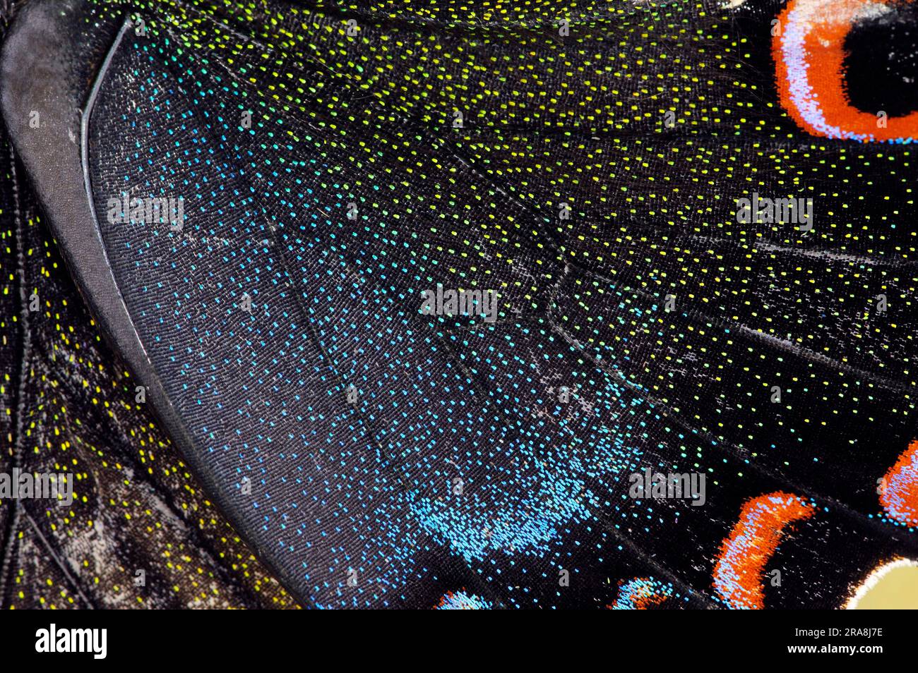 Common Peacock, wing detail (Papilio polyctor) (Papilio bianor ...